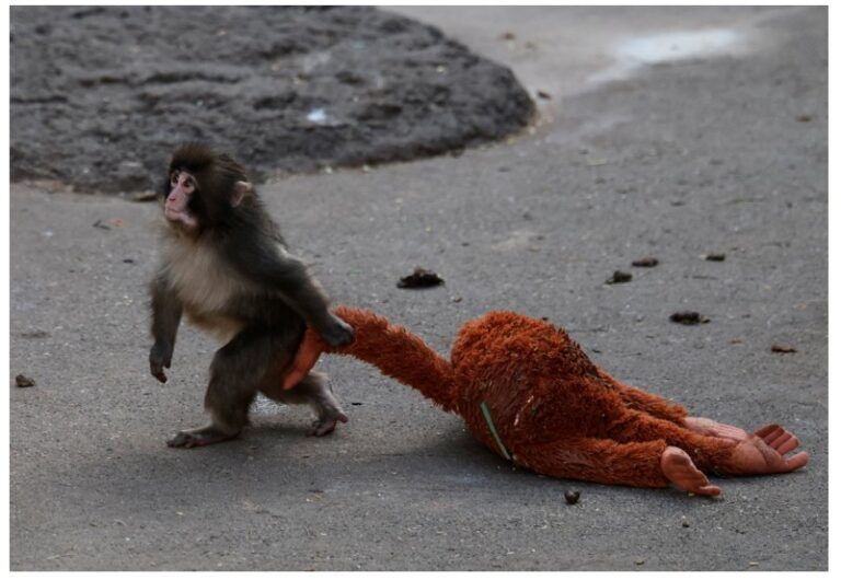 “He Touched Every Heart He Met”: Ichikawa City Zoo Staff Remember Punch ...